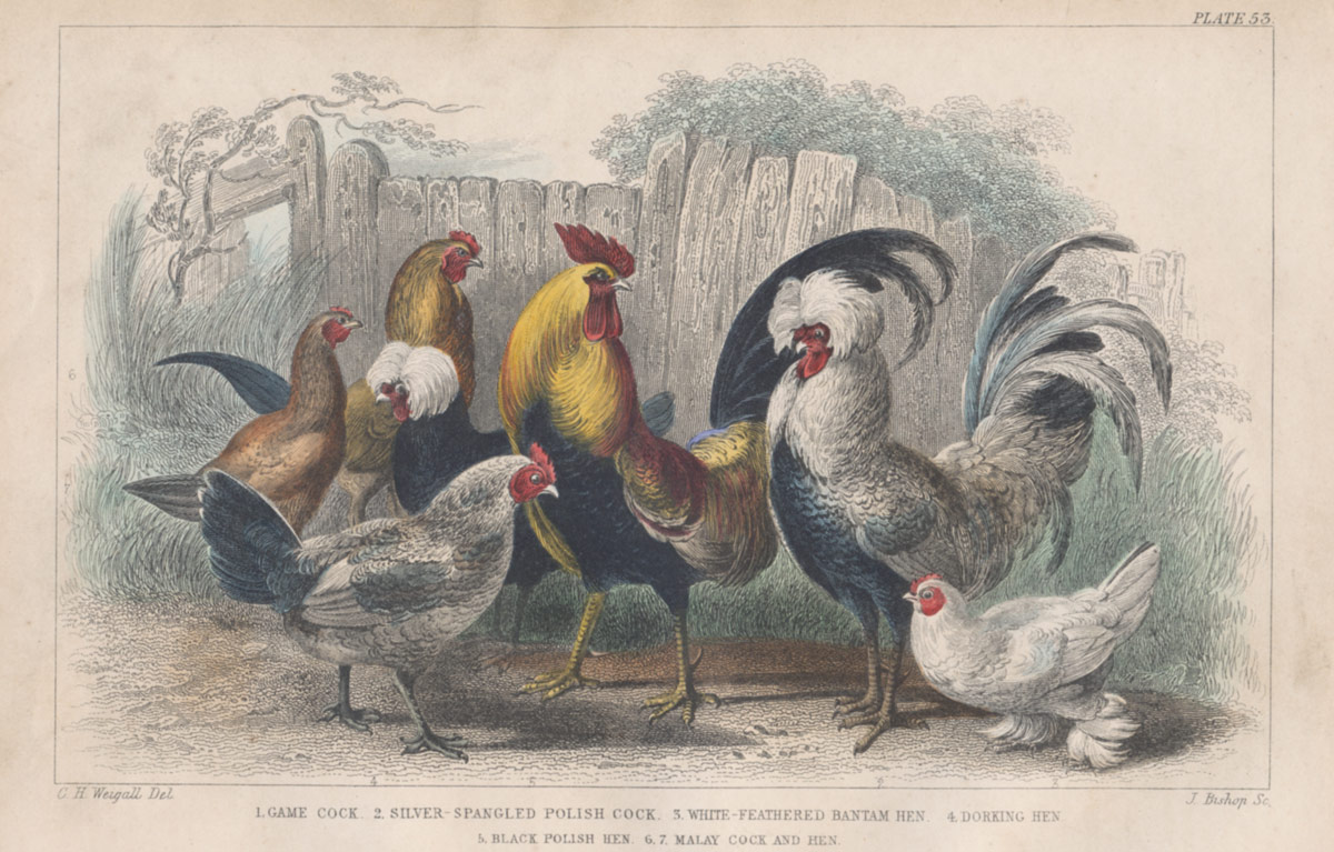 5.5 Poultry – Completed! – Neil Cooks Grigson